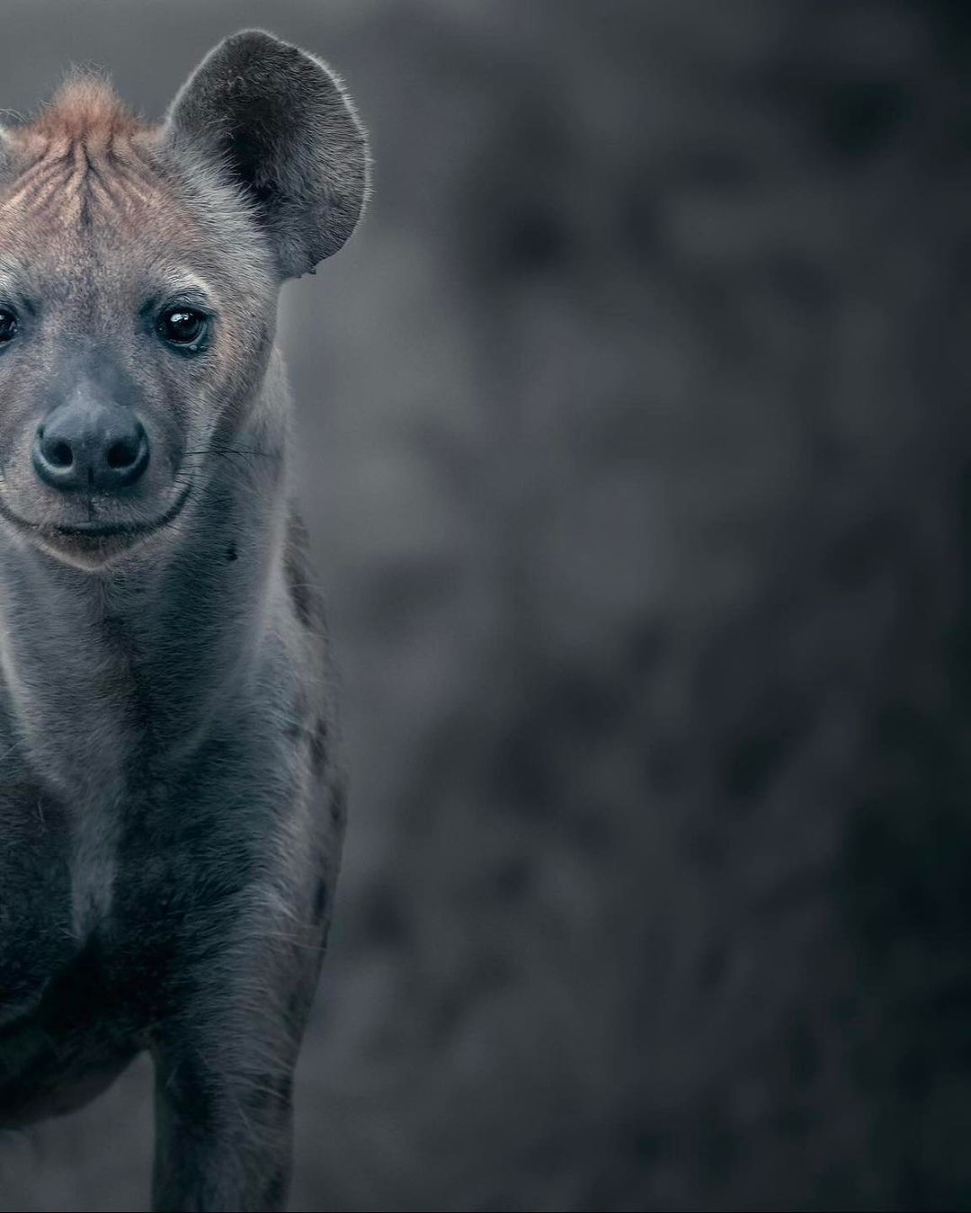 africanimals@instagram on Pinno: Beautiful hyena portrait by 📸 ...
