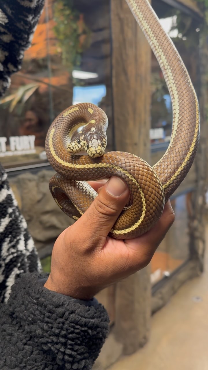 therealtarzann@instagram on Pinno: Best caption wins 🐍 LONG LIVE BRIAN ...