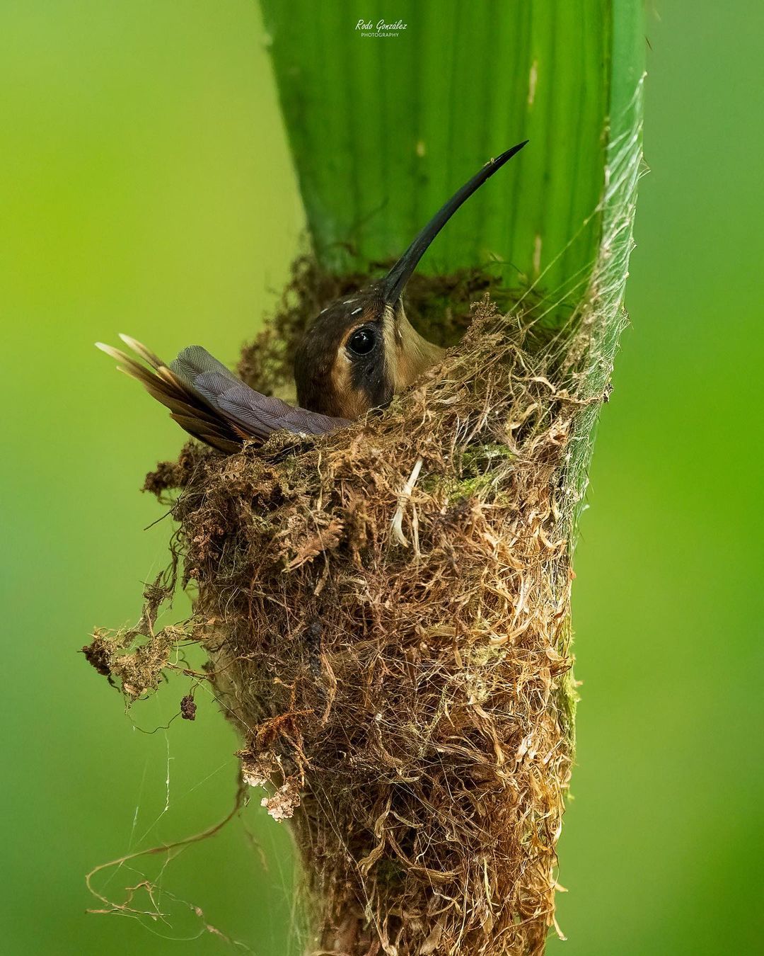 Rodo González - WILDLIFE PHOTOGRAPHER - Sony Gear on Pinno: Stripe ...