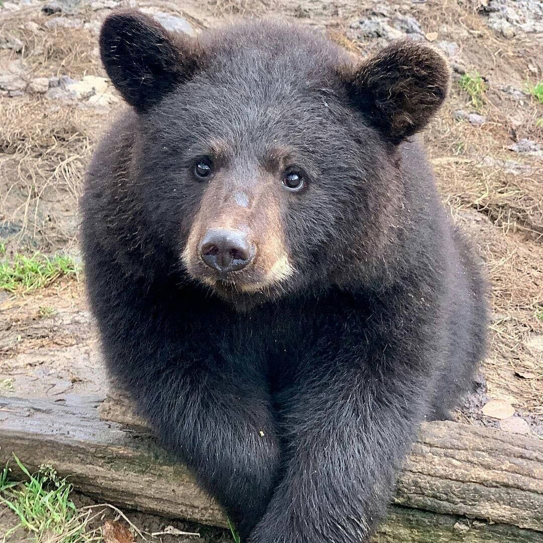 Bearofins on Pinno: So handsome😍 credit: @ellamcintosh.bear...