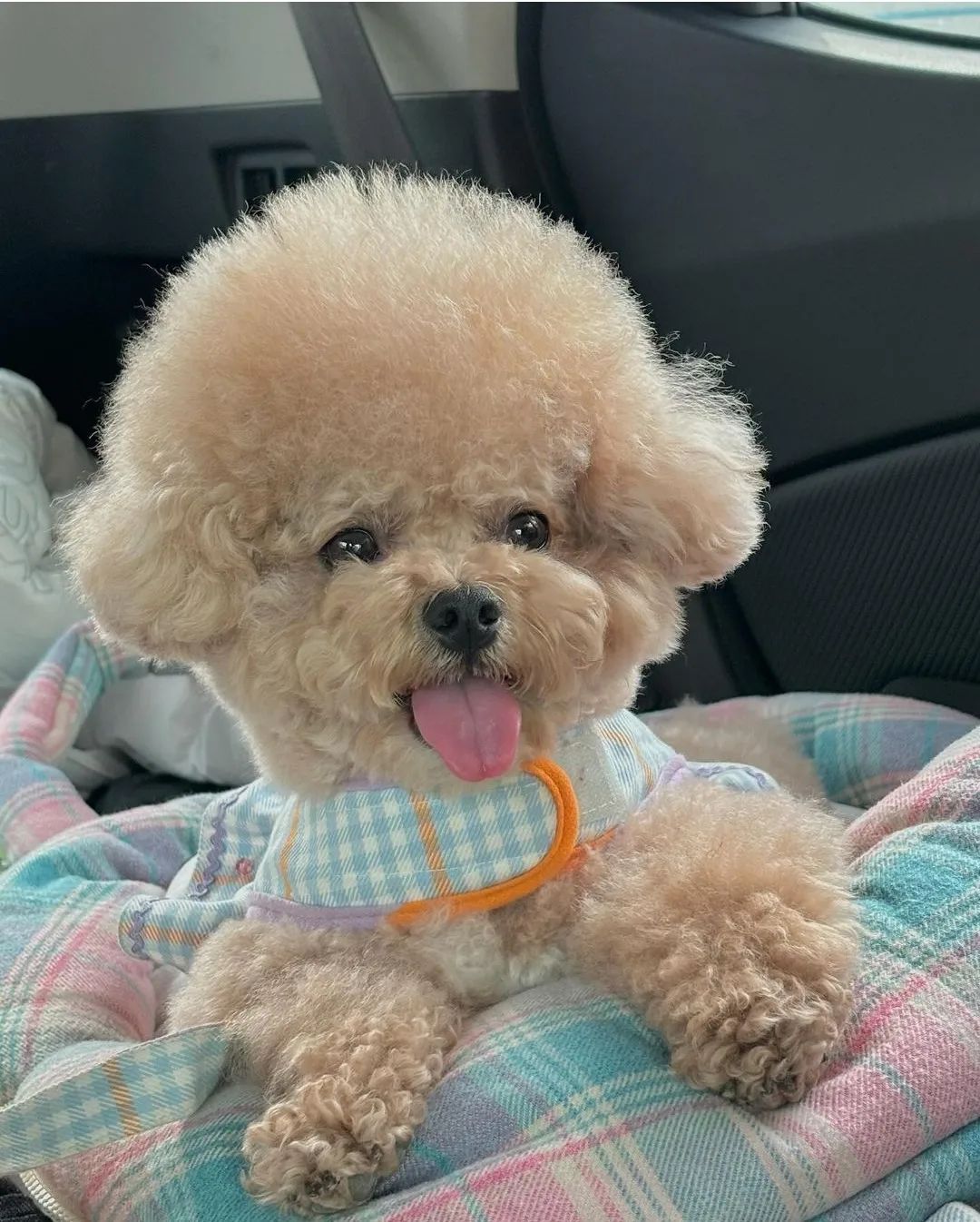 poodles_world_@instagram on Pinno: Beautiful day 😊 @itsmyjennie ...