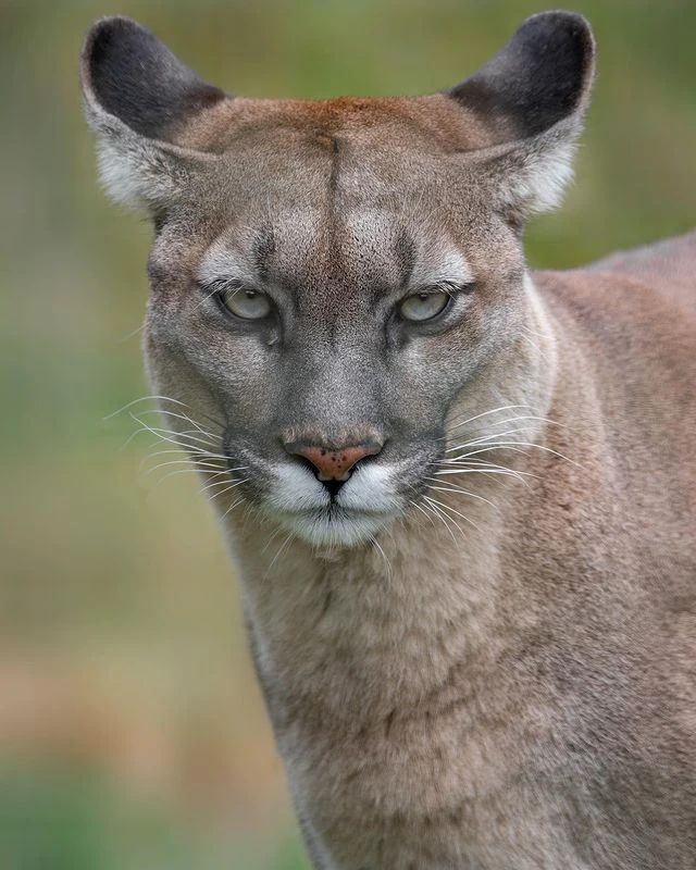 loucopelosfelinos@instagram on Pinno: 👀🔥 Ela de olho em você! Se ...