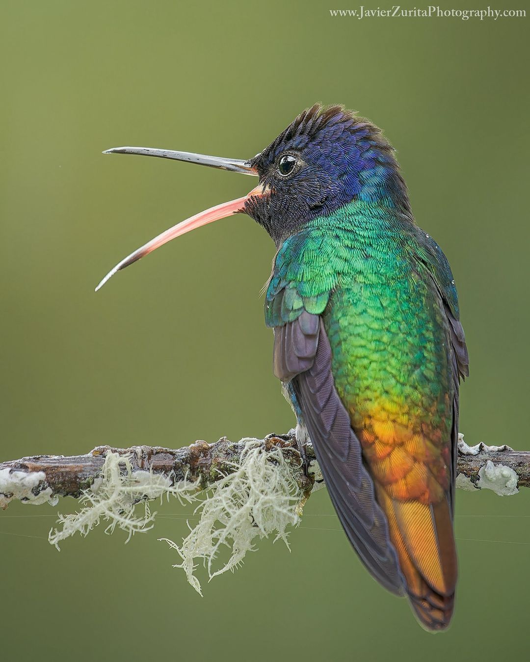 Javier Zurita on Pinno: Golden tailed Sapphire l La Leona -Colom...