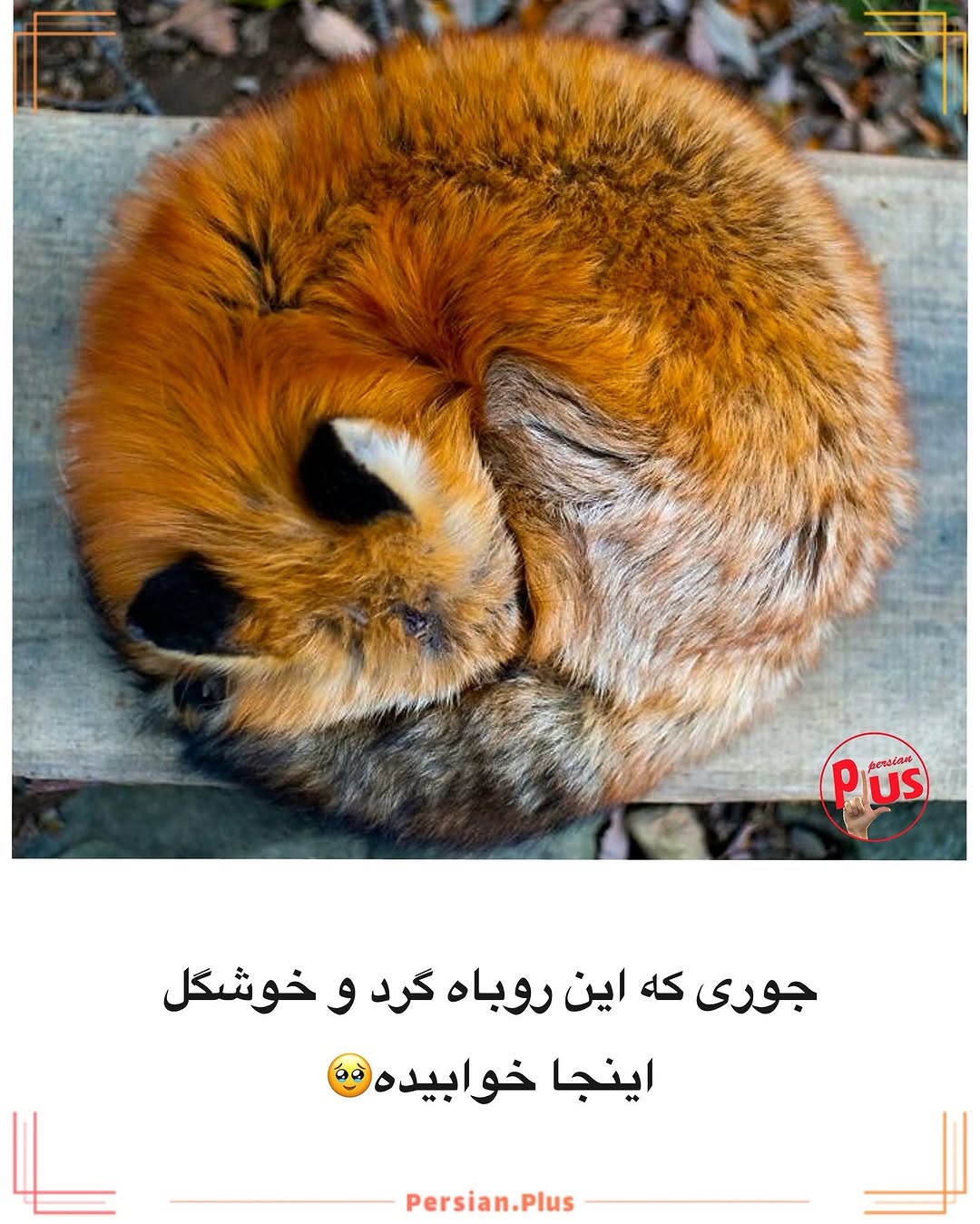 persian.plus@instagram on Pinno: عکسایی که دیدنشون حس خوبی داره