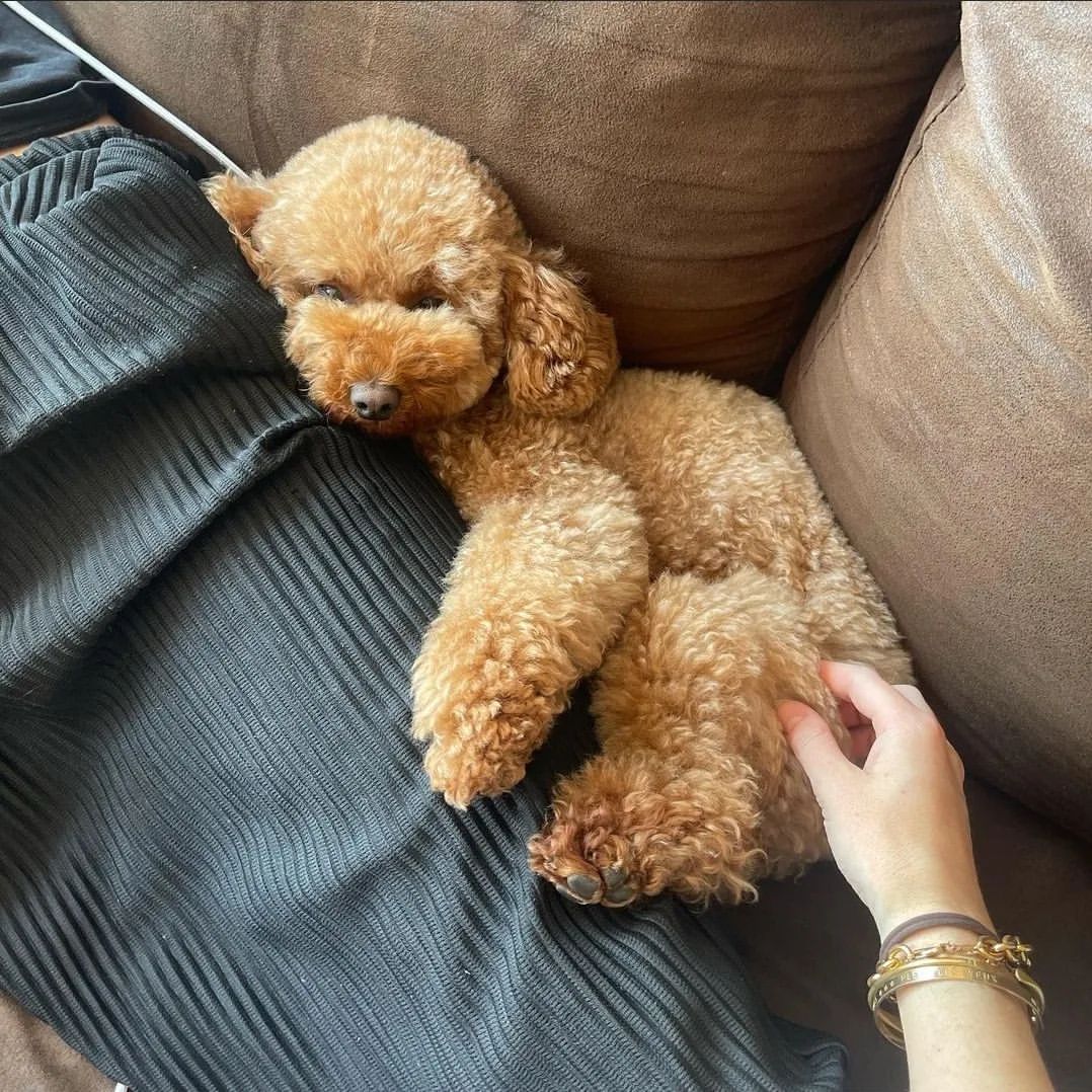 poodles_world_@instagram on Pinno: Monkey mood on😃 @toypoodletoffifee ...