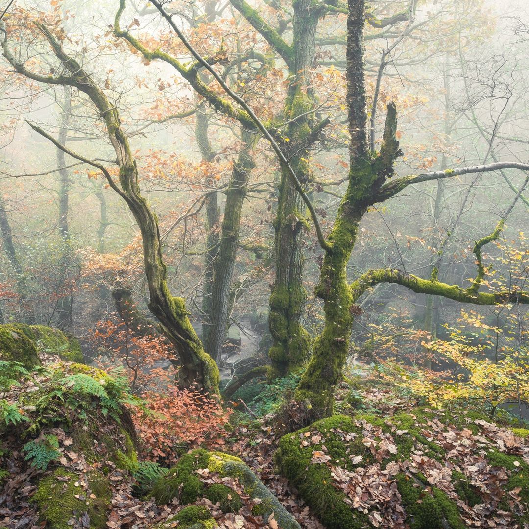 Nigel Danson on Pinno: A few autumn woodlands …. I still can ...