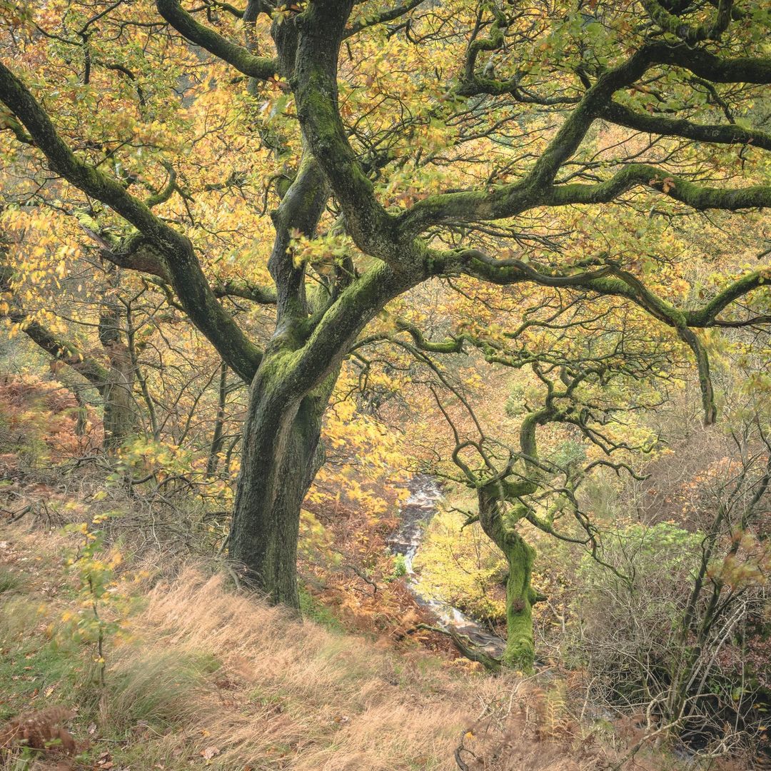 nigel.danson@instagram on Pinno: A few autumn woodlands …. I still can ...
