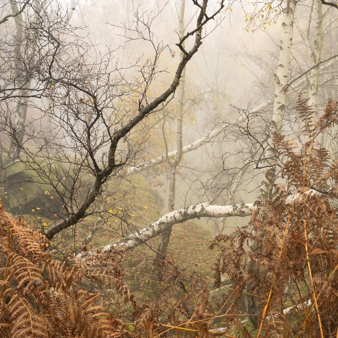 Nigel Danson on Pinno: A few autumn woodlands …. I still can ...
