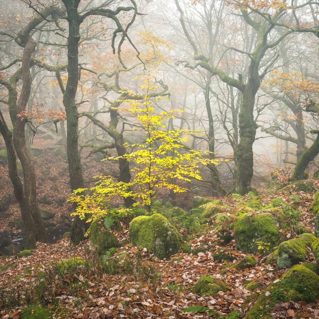 Nigel Danson on Pinno: A few autumn woodlands …. I still can ...