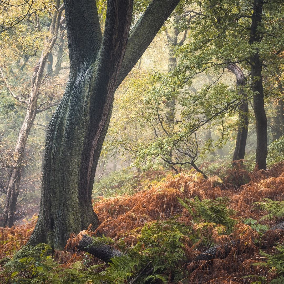 Nigel Danson on Pinno: A few autumn woodlands …. I still can ...
