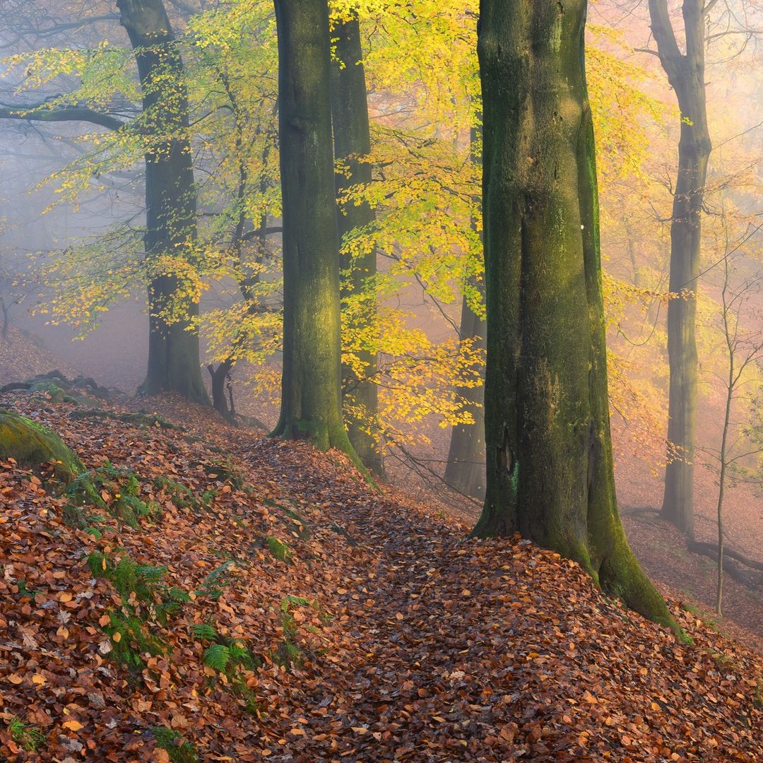 Nigel Danson on Pinno: A few autumn woodlands …. I still can ...