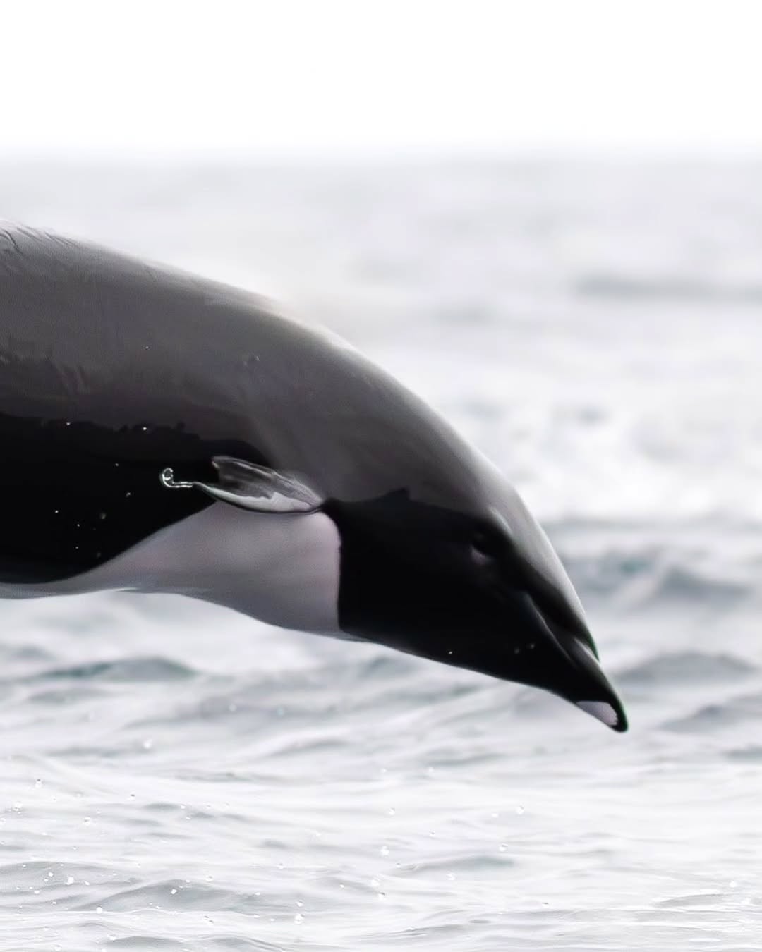 oceansnation@instagram on Pinno: Meet the northern right whale dolphin ...