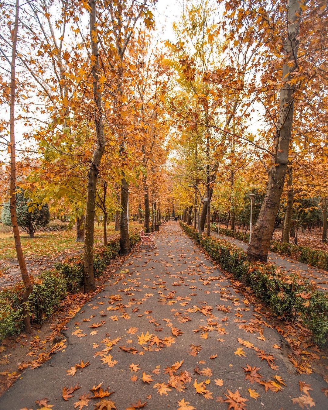 tehran.fact@instagram on Pinno: 🍁روزهای پاییزی در پارک لاله تهران🍂 @tehr...
