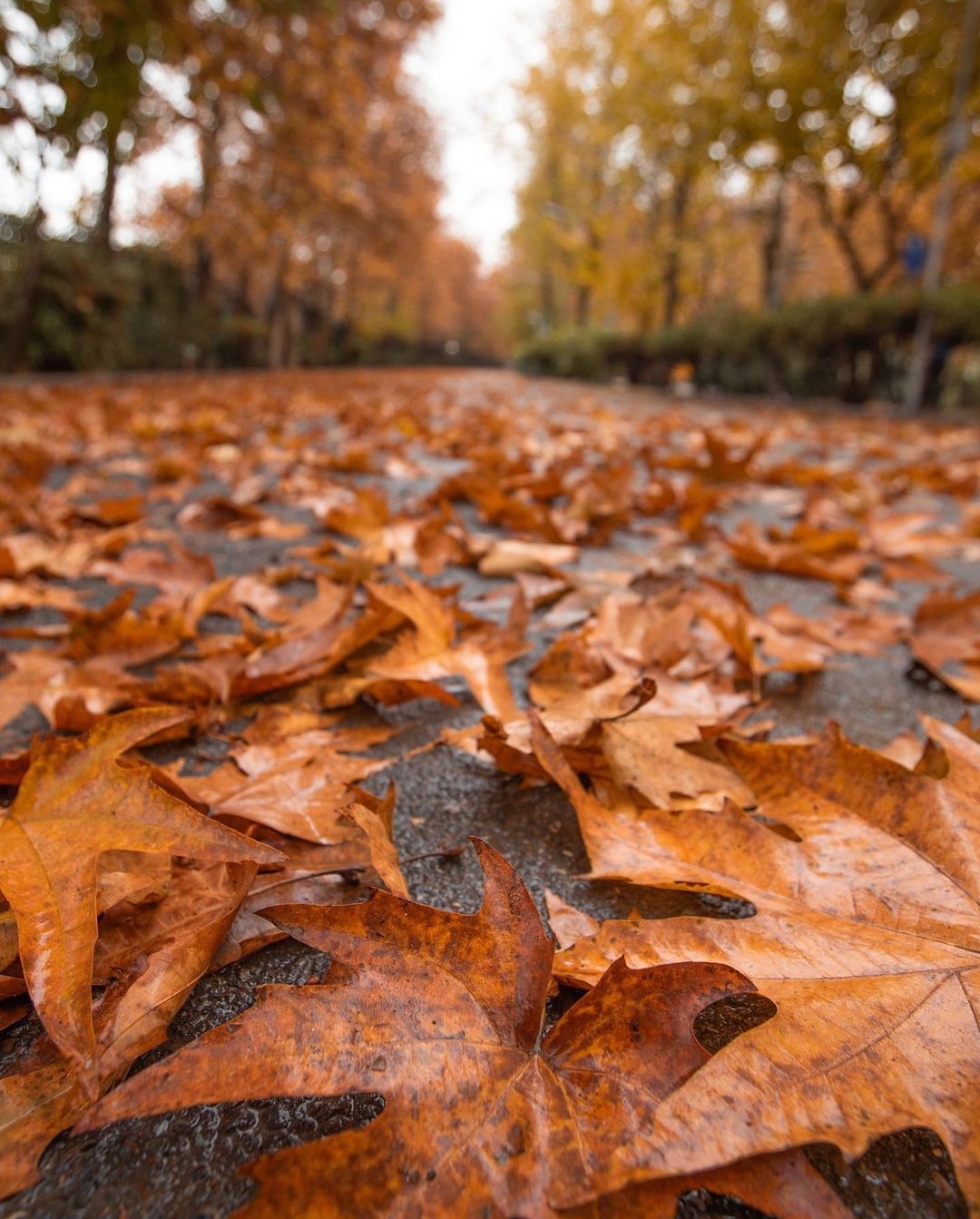 tehran.fact@instagram on Pinno: 🍁روزهای پاییزی در پارک لاله تهران🍂 @tehr...