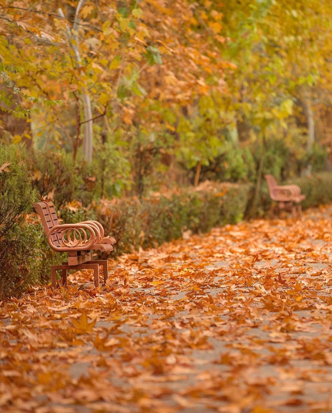 tehran.fact@instagram on Pinno: 🍁روزهای پاییزی در پارک لاله تهران🍂 @tehr...