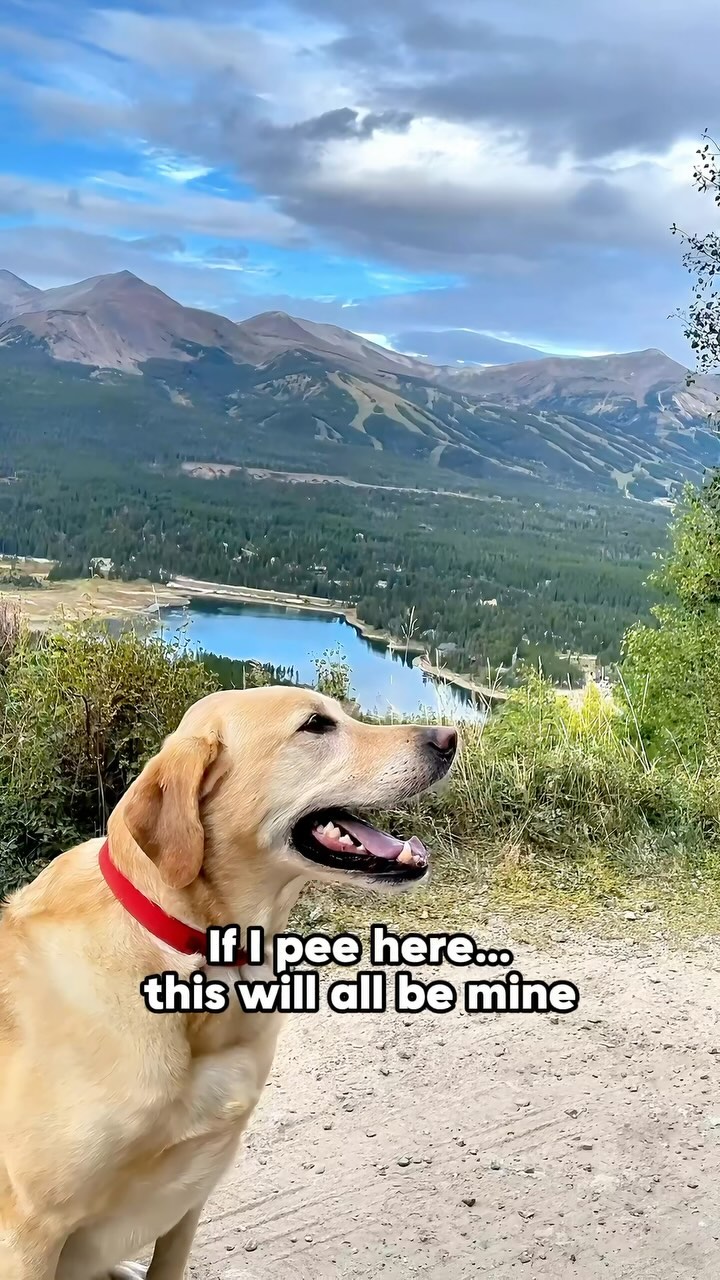 Video by Dexter & Daragh on Pinno: According to dog logic Dexter now ...