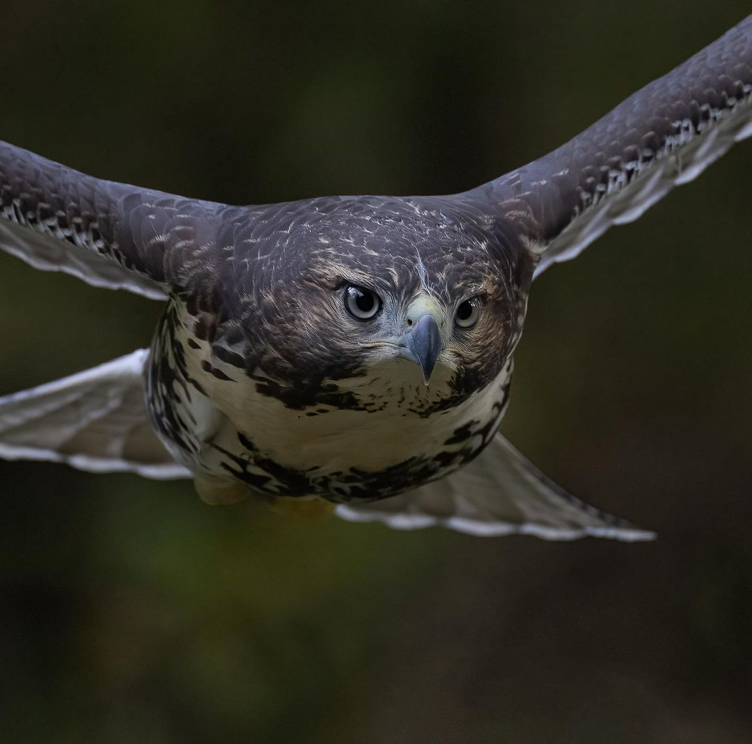 raymondgilbert520@instagram on Pinno: Juvenile Red-tailed hawk coming ...