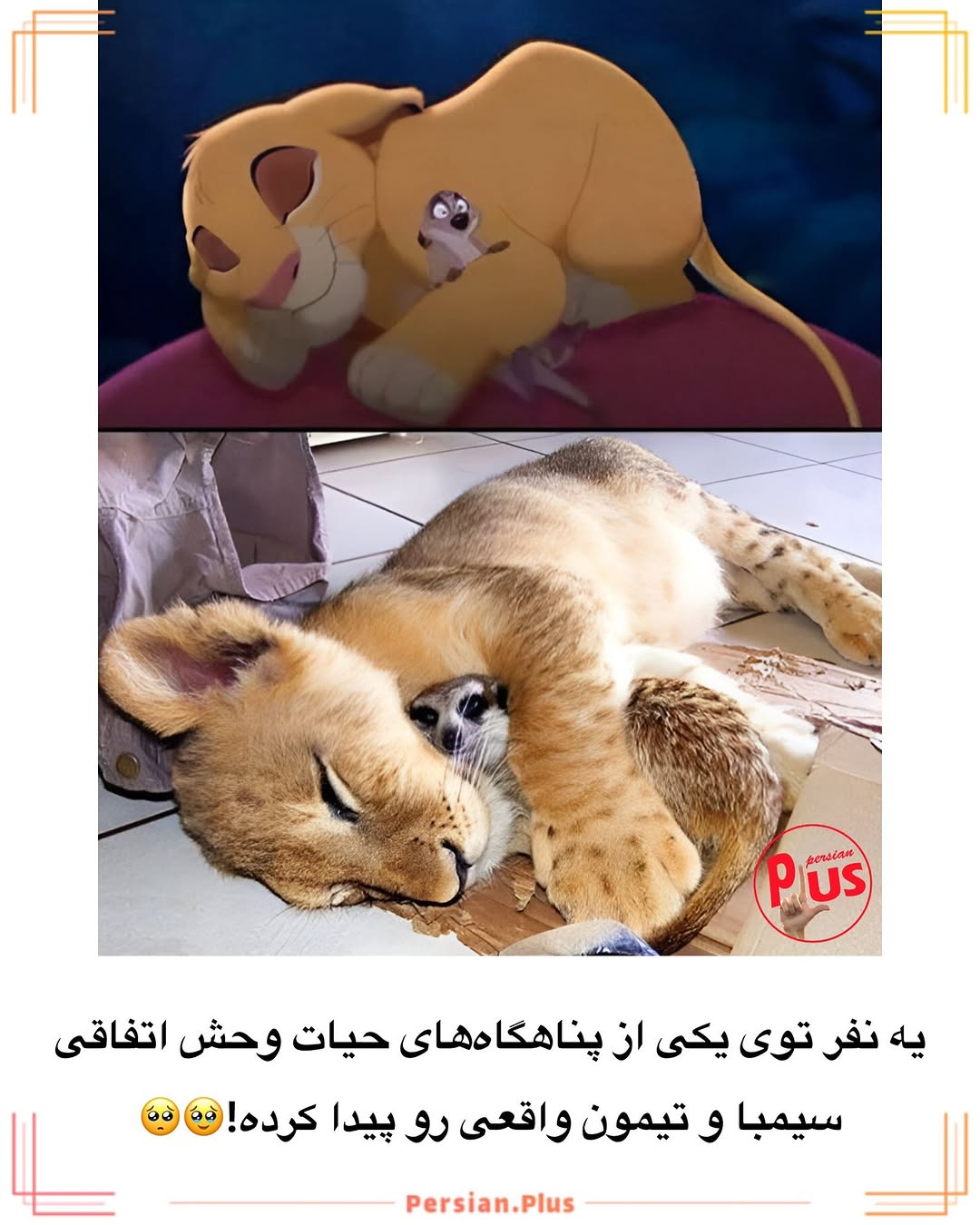 persian.plus@instagram on Pinno: می‌دونستم واقعین🥹🥺