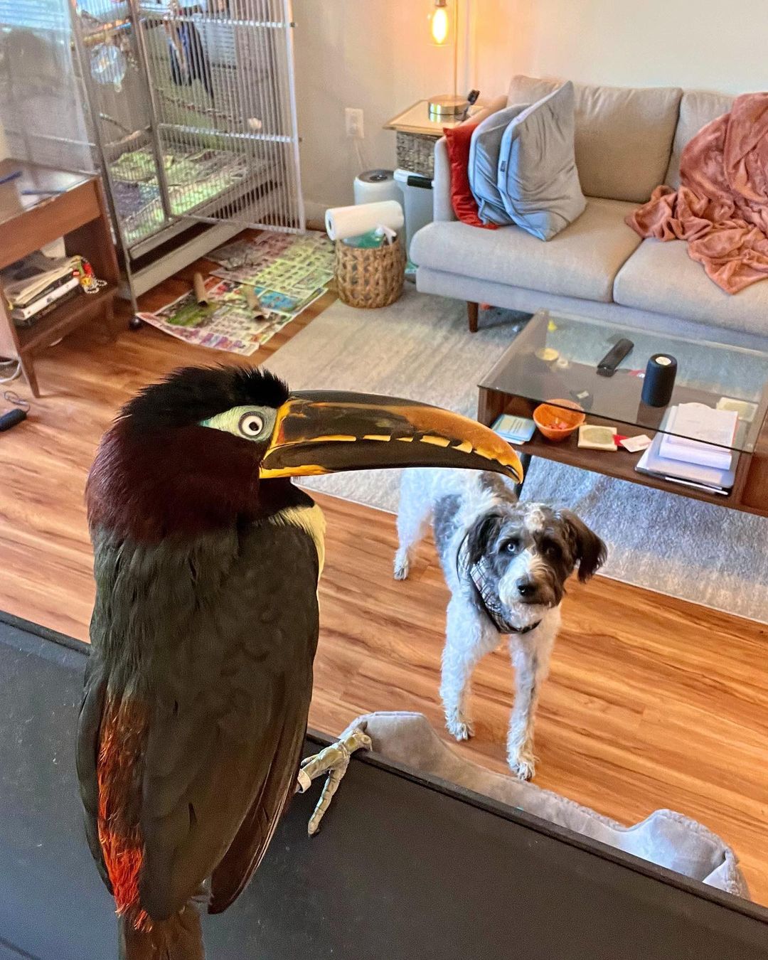 chester_the_toucan@instagram on Pinno: Mom has a guest staying with us ...