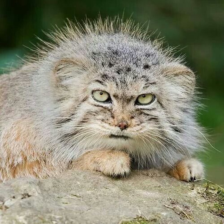 discover.animal@instagram on Pinno: Pallas cat are the cutest round ...